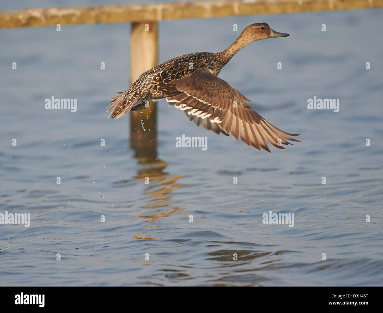 Pintail flight hi-res stock photography and images - Alamy