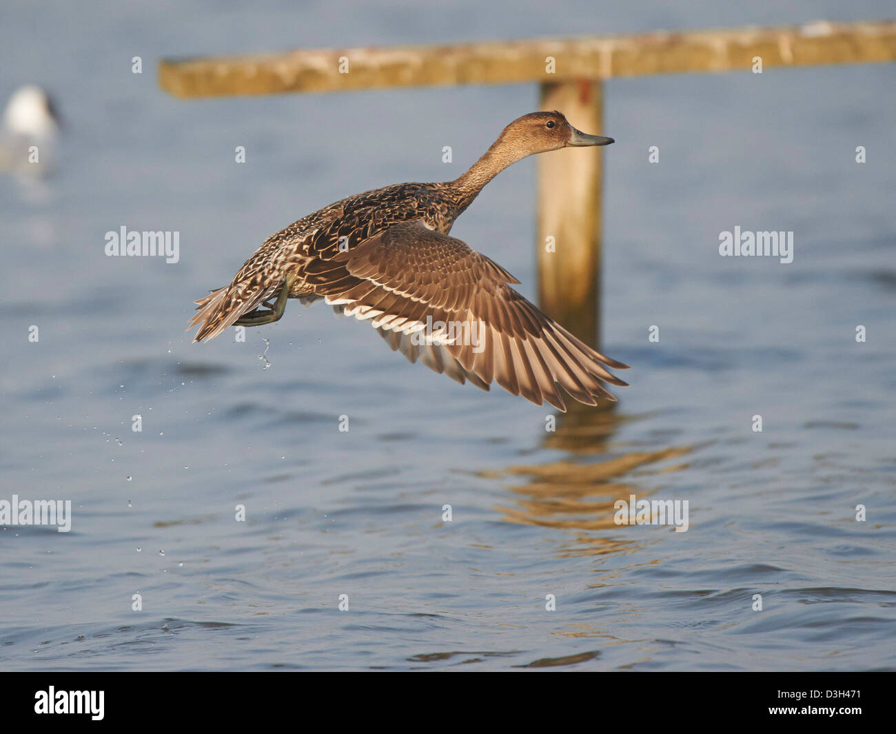 Pintail in flight Stock Photo - Alamy