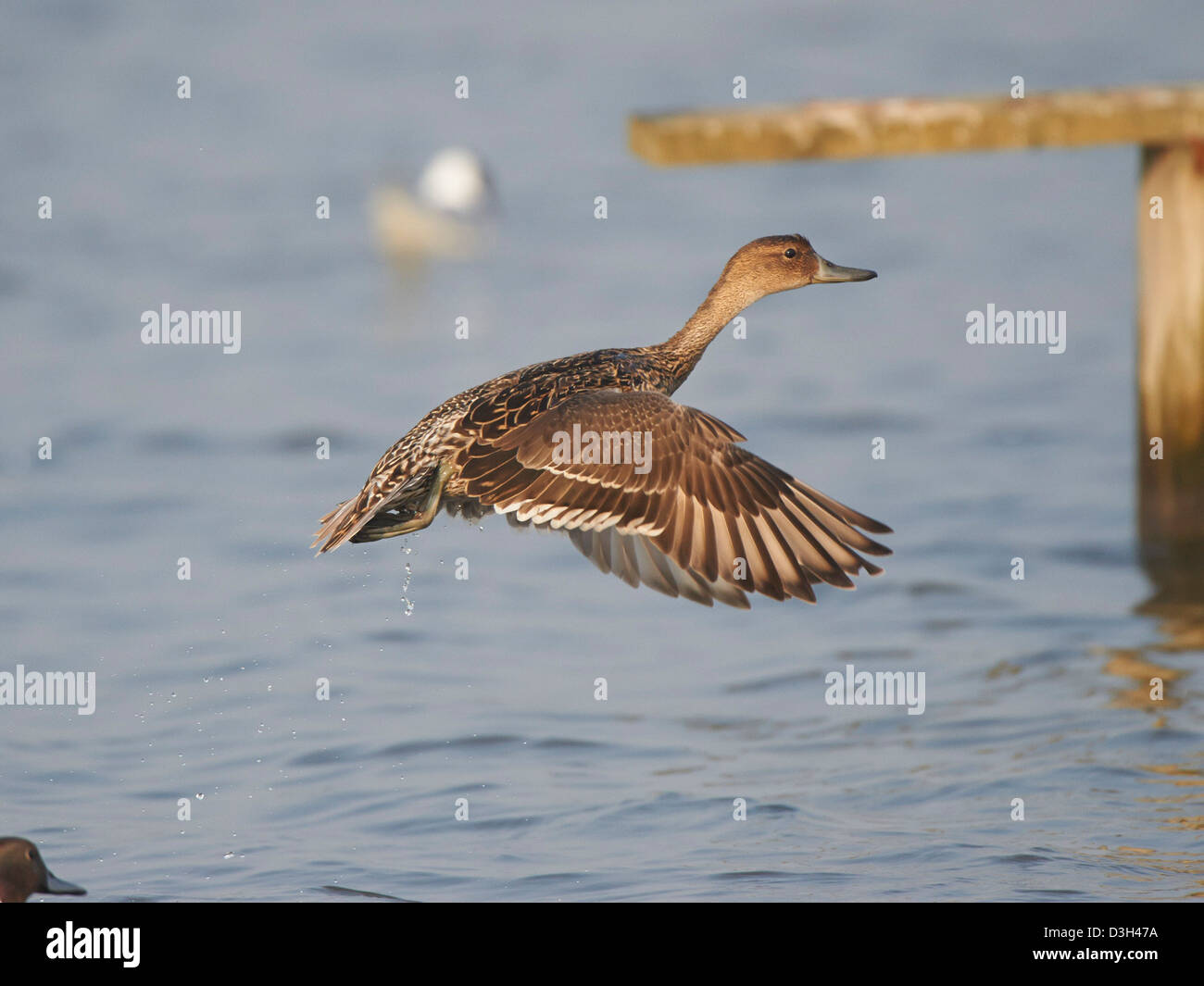 Pintail in flight Stock Photo - Alamy