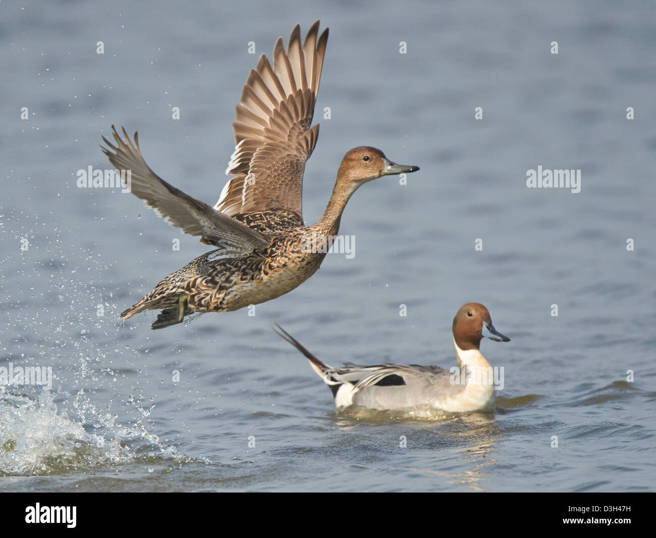 Pintail in flight Stock Photo - Alamy