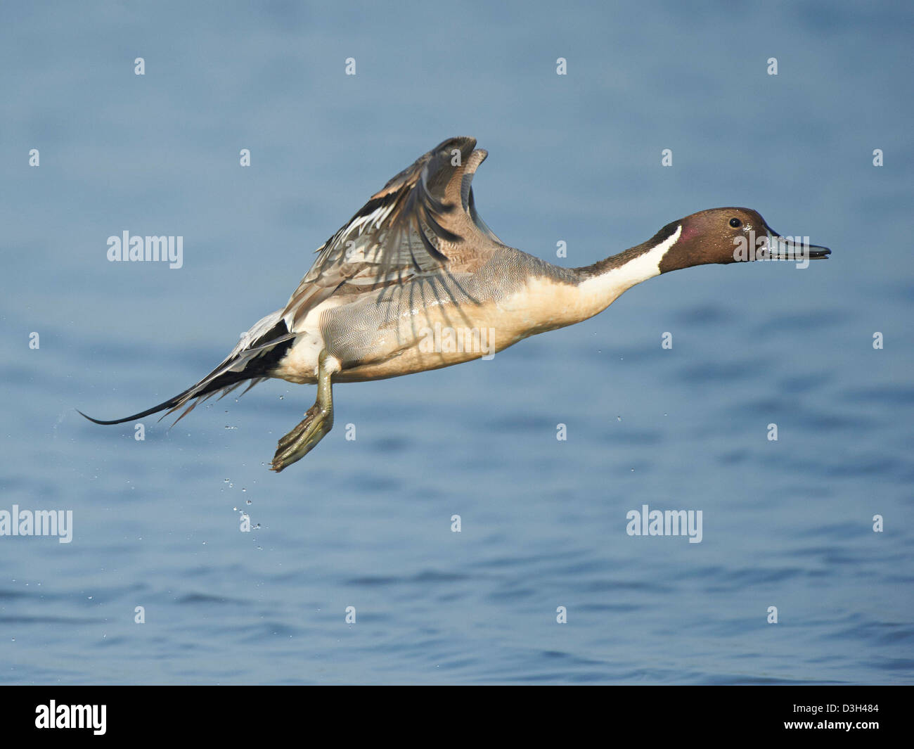 Pintail in flight Stock Photo - Alamy