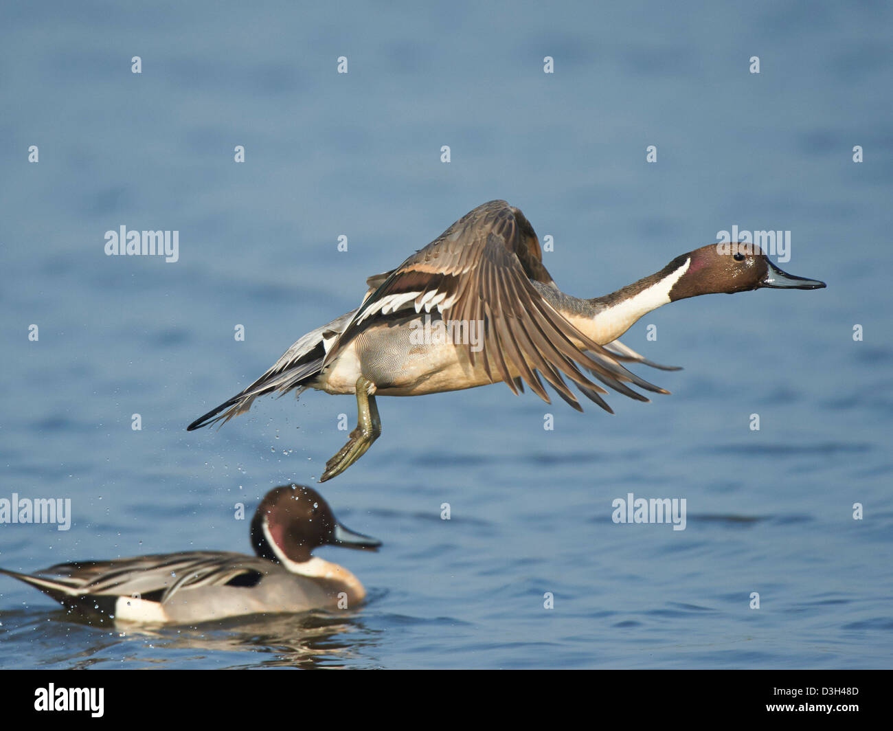 Pintail in flight Stock Photo - Alamy
