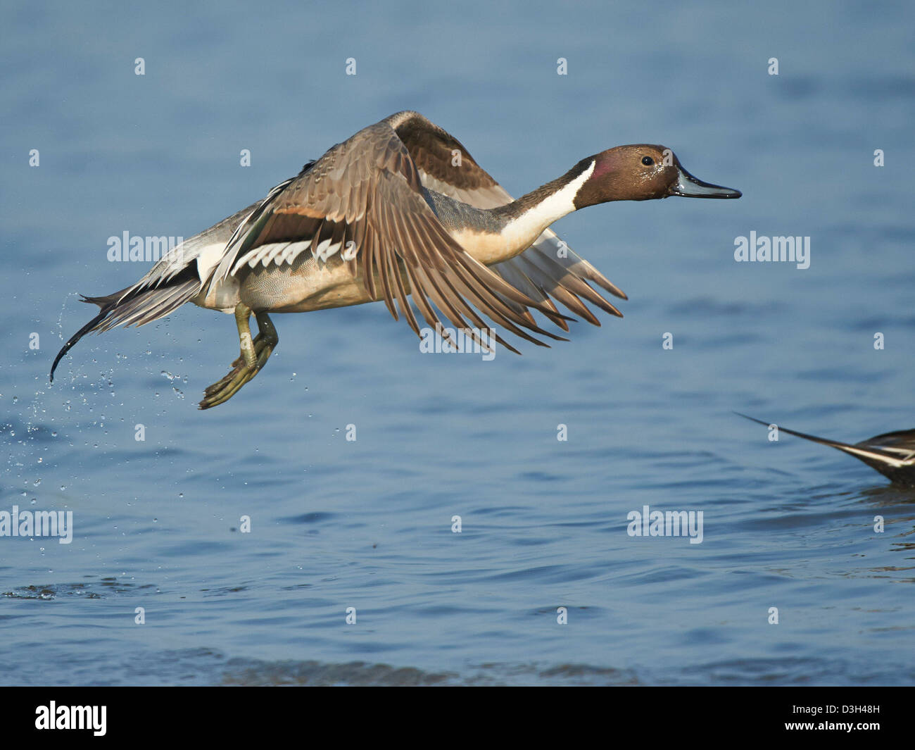 Pintail in flight Stock Photo - Alamy