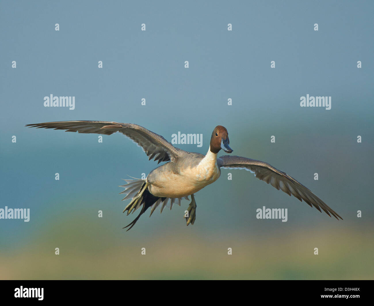 Pintail in flight Stock Photo - Alamy