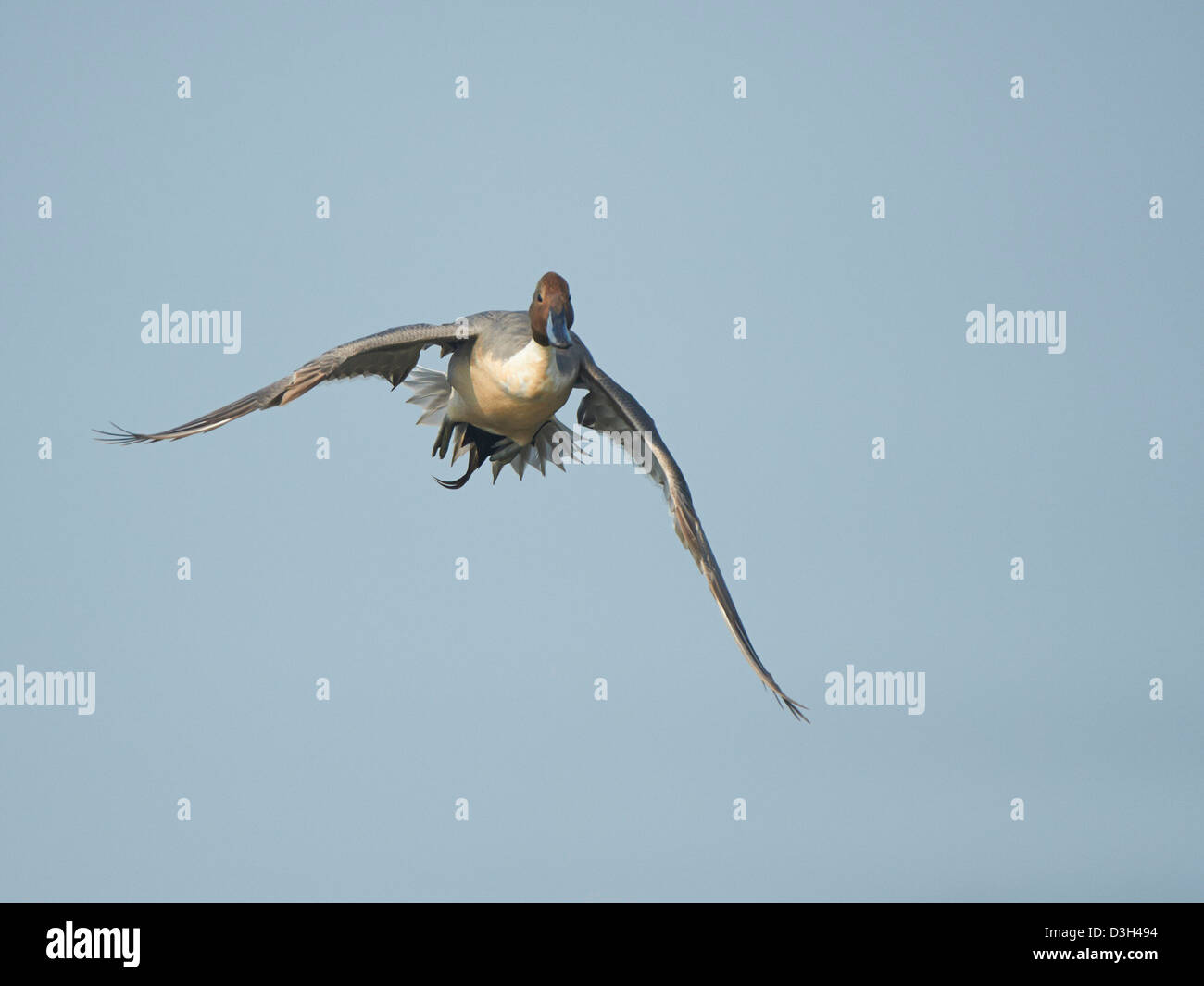 Pintail in flight Stock Photo - Alamy