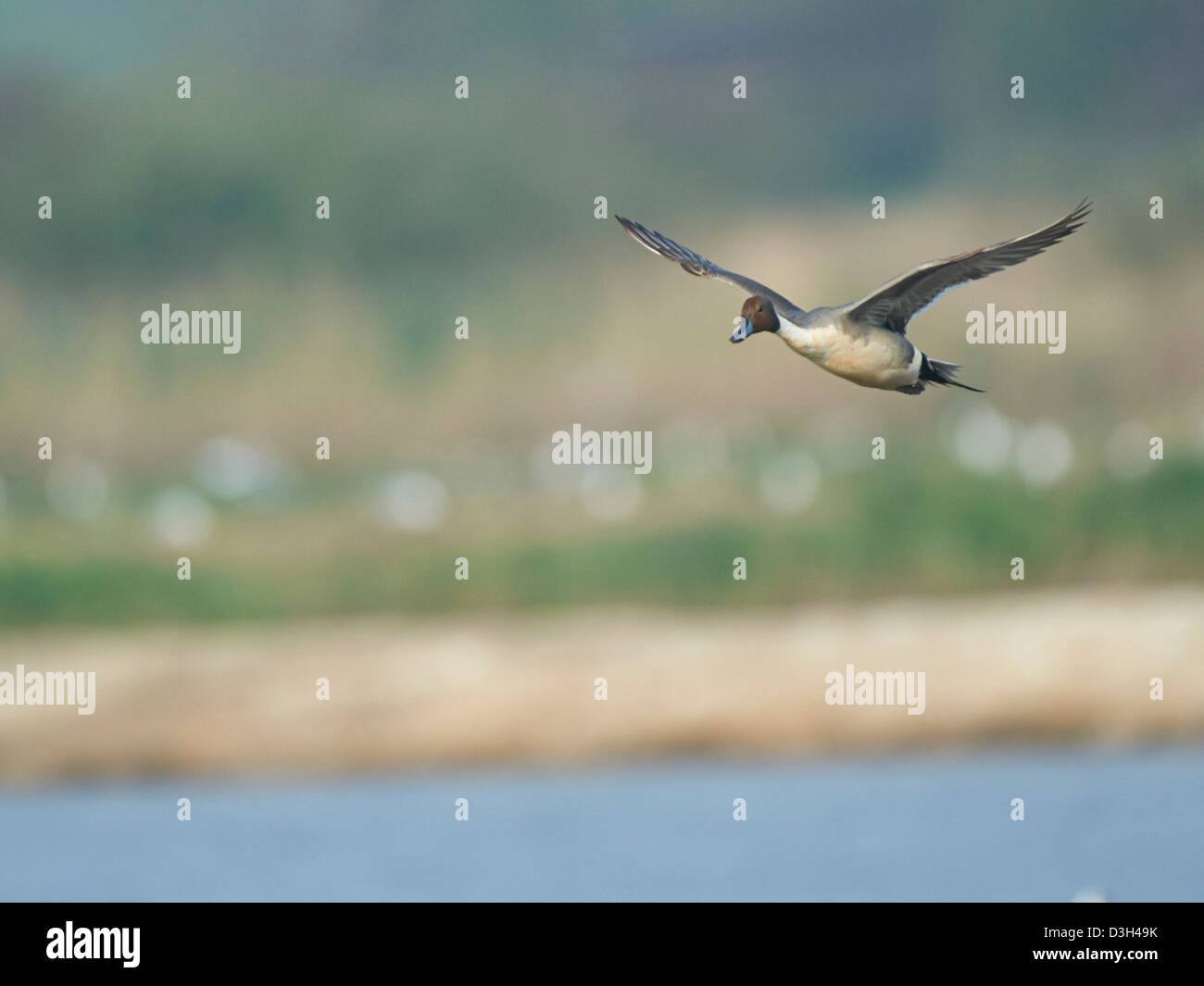 Pintail in flight Stock Photo - Alamy