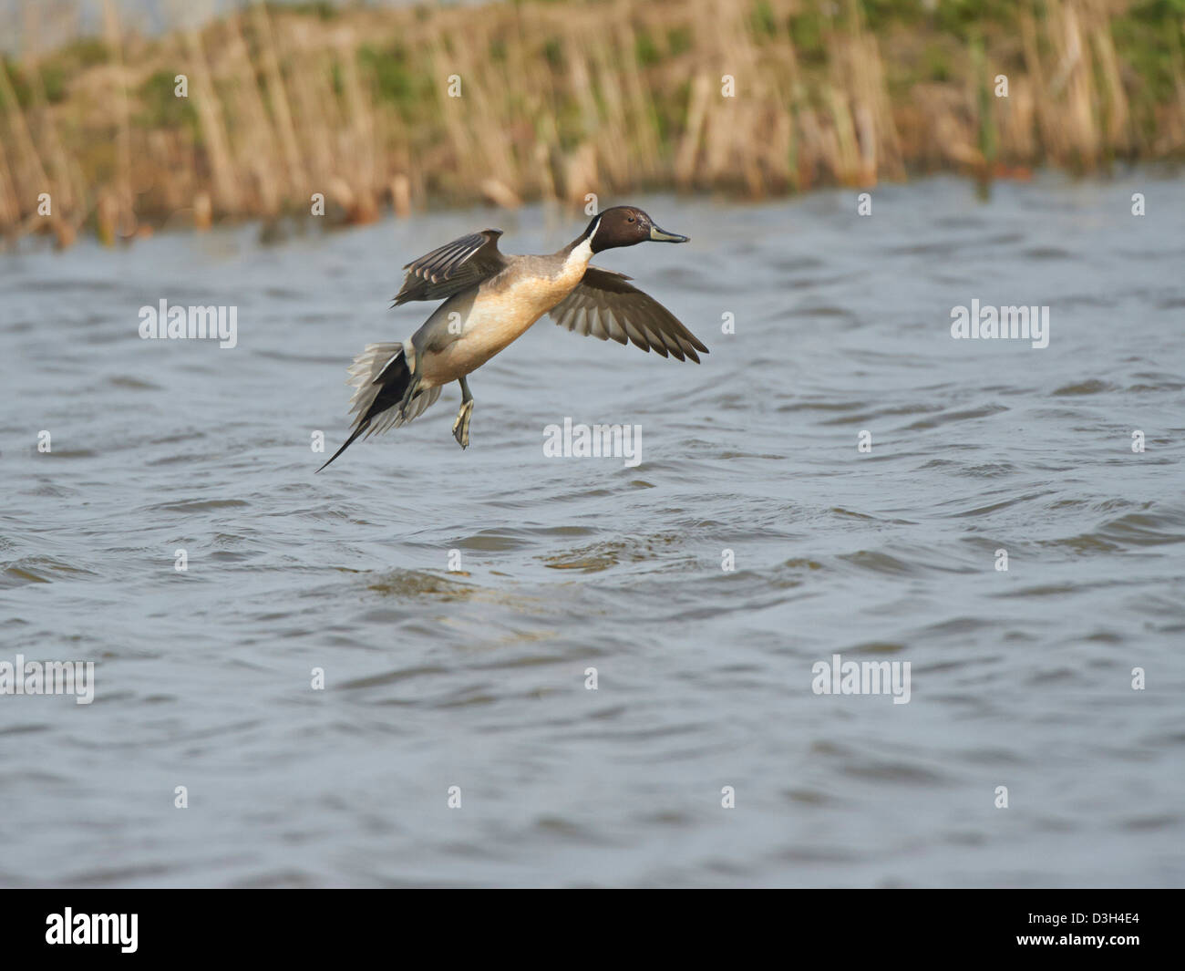 Pintail in flight Stock Photo - Alamy
