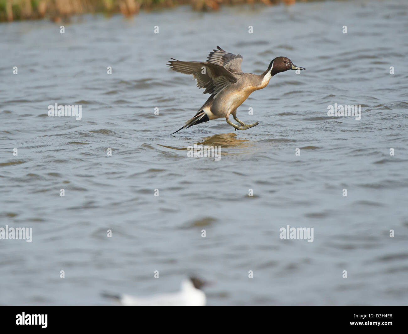 Pintail in flight Stock Photo - Alamy