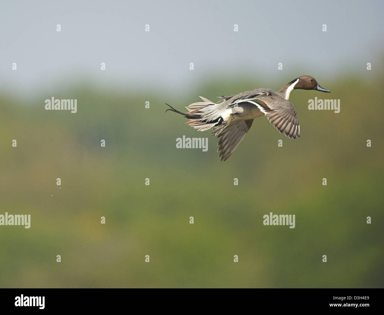 Pintail flight hi-res stock photography and images - Alamy