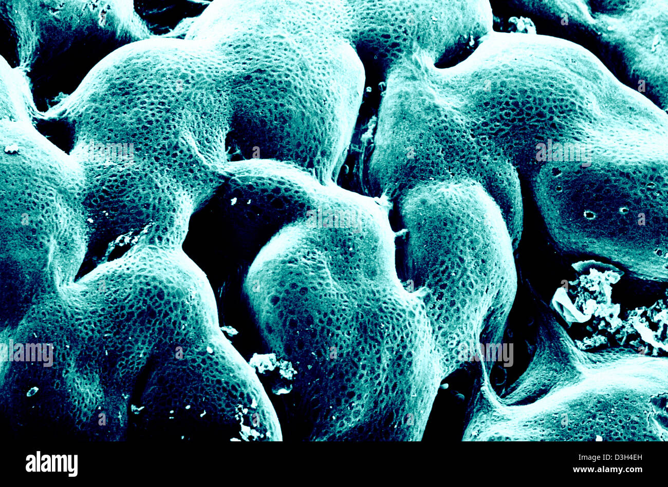 STOMACH MUCOSA, SEM Stock Photo - Alamy STOMACH MUCOSA, SEM Stock Photo - Alamy