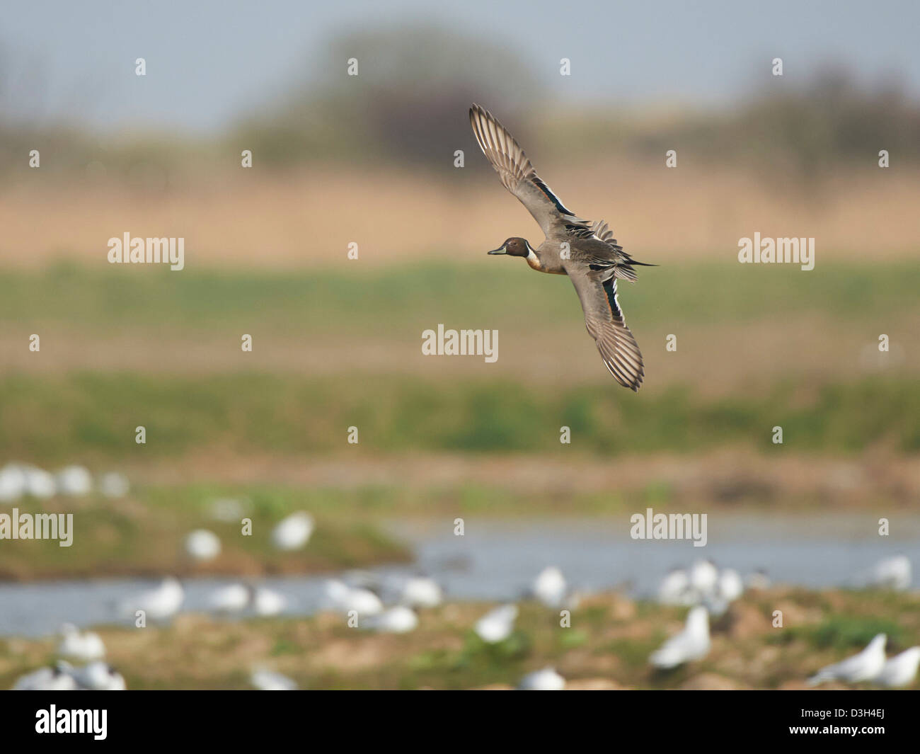 Pintail in flight Stock Photo - Alamy