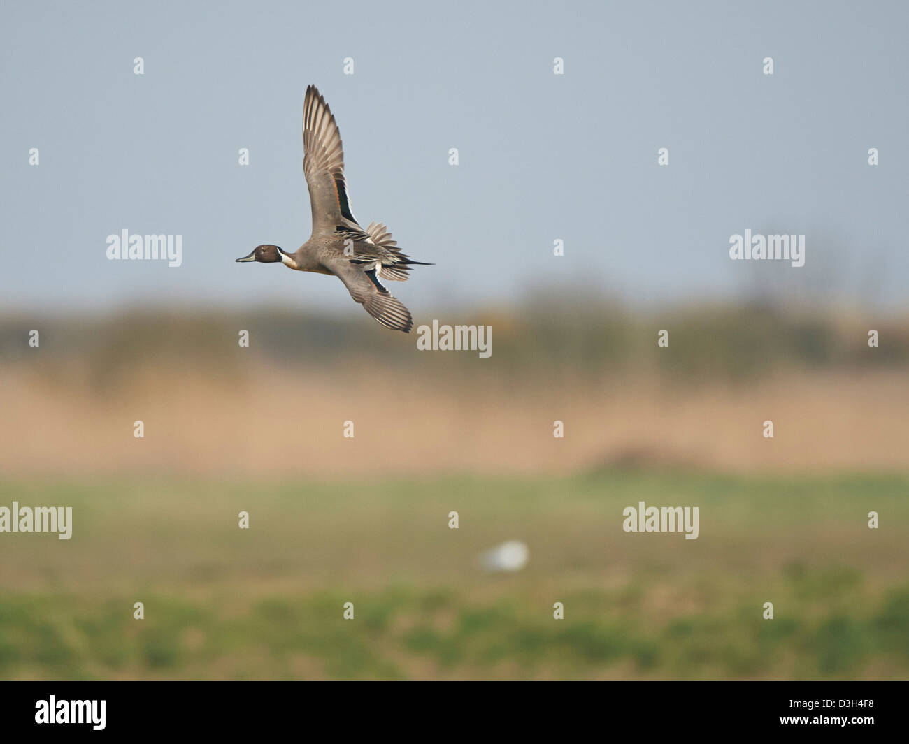 Pintail in flight Stock Photo - Alamy