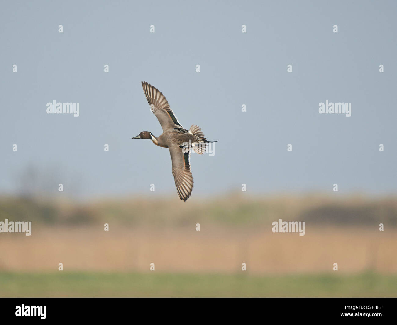 Pintail in flight Stock Photo - Alamy
