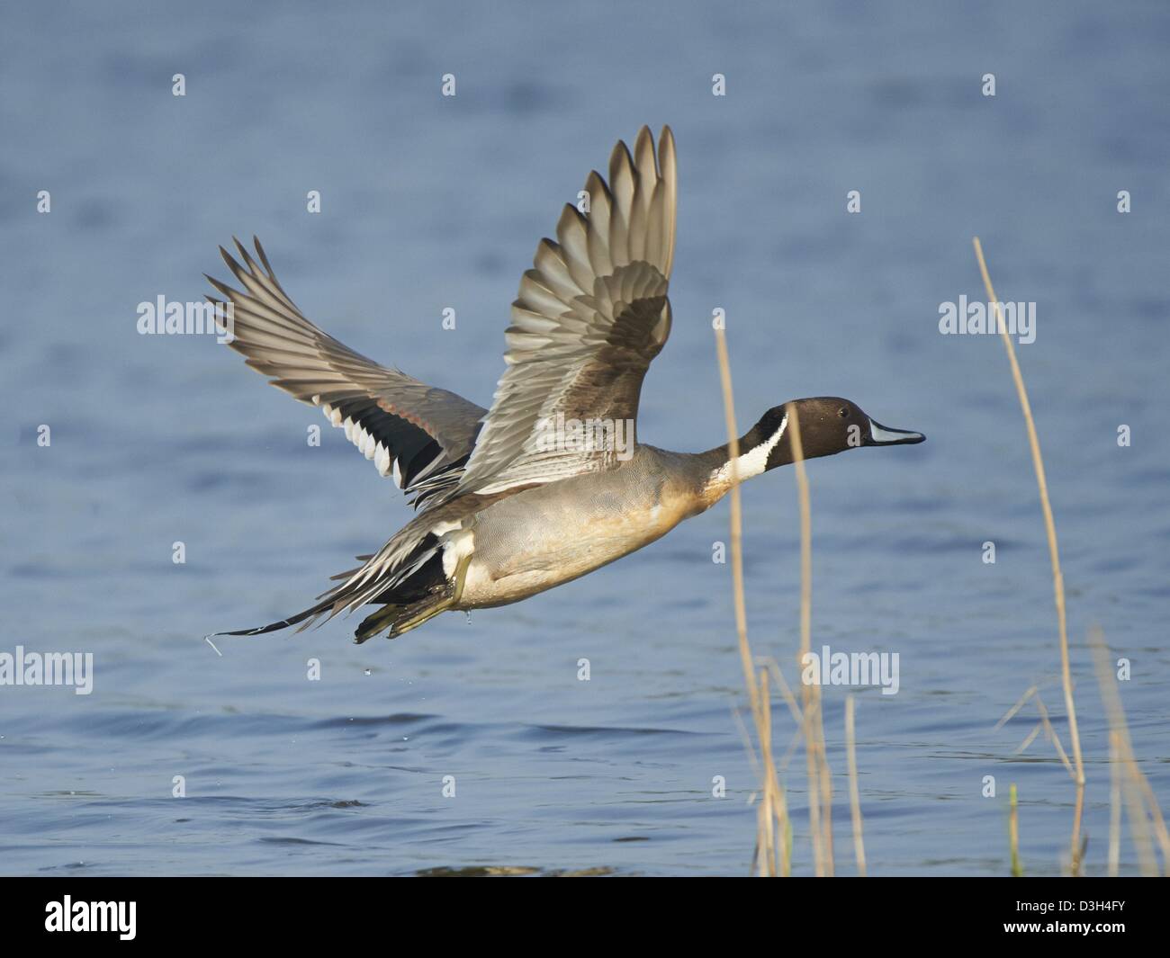 Pintail in flight Stock Photo - Alamy