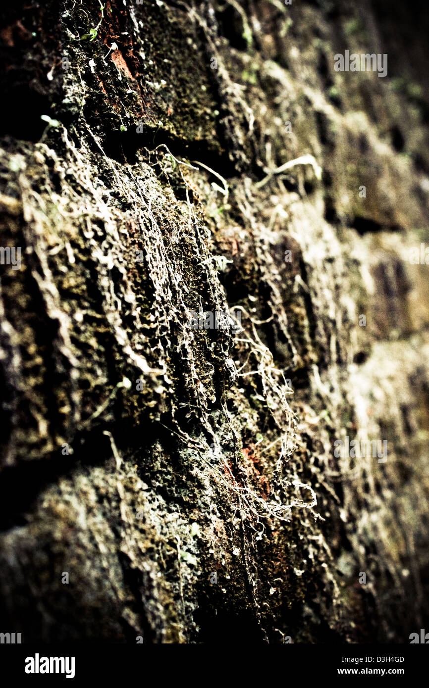Algae on Wall Stock Photo - Alamy