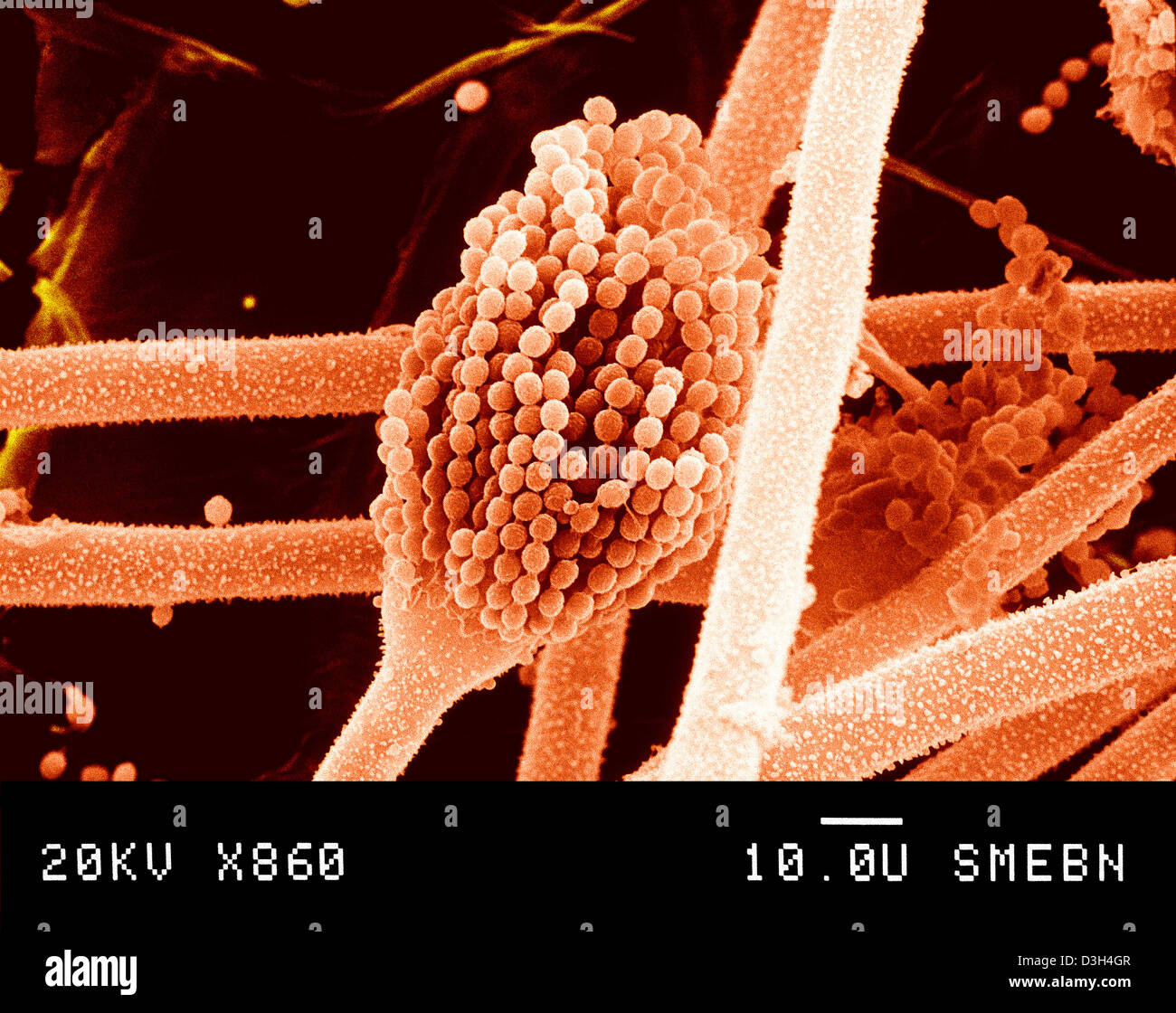 Aspergillus flavus hi-res stock photography and images - Alamy