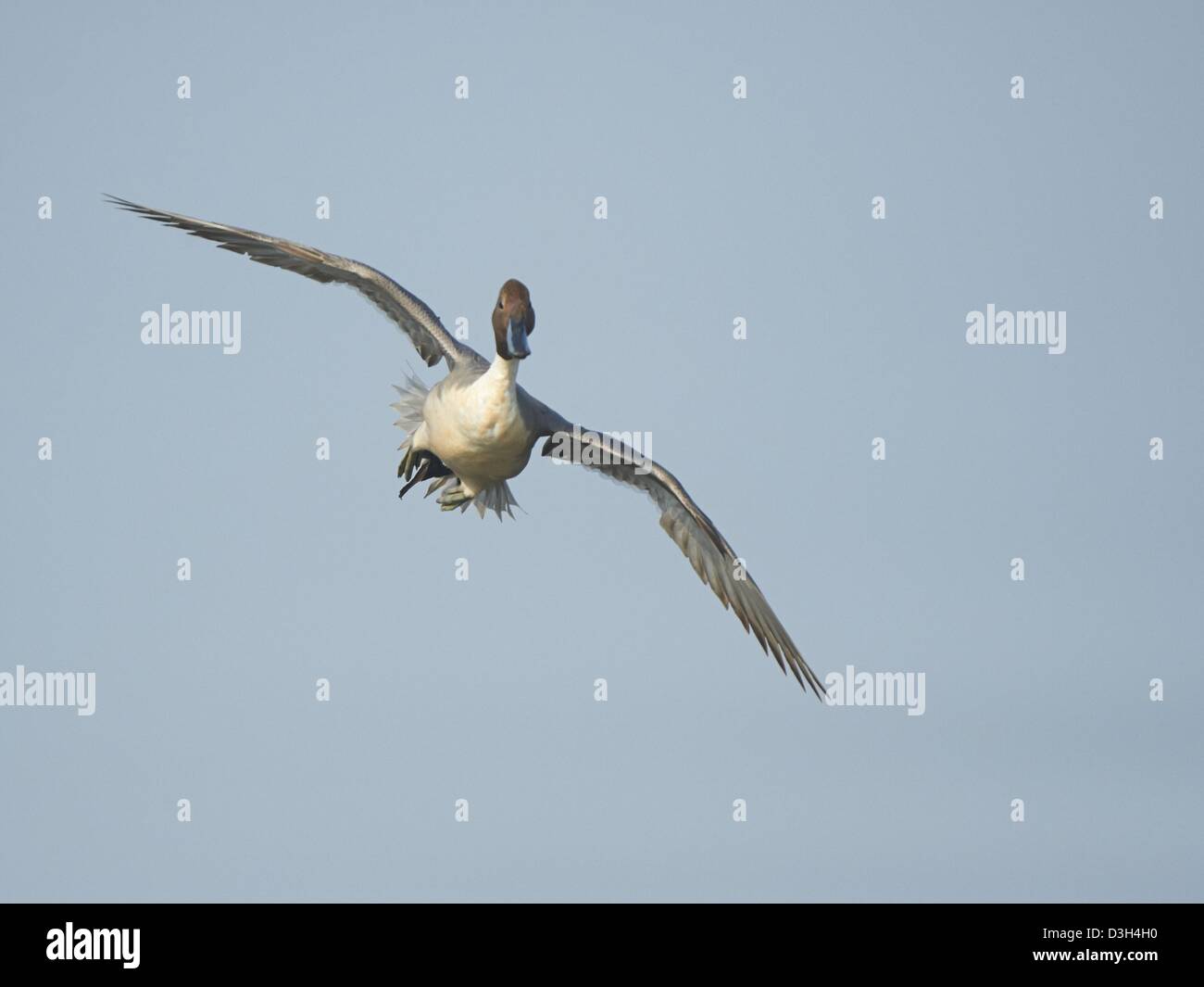 Pintail in flight Stock Photo - Alamy