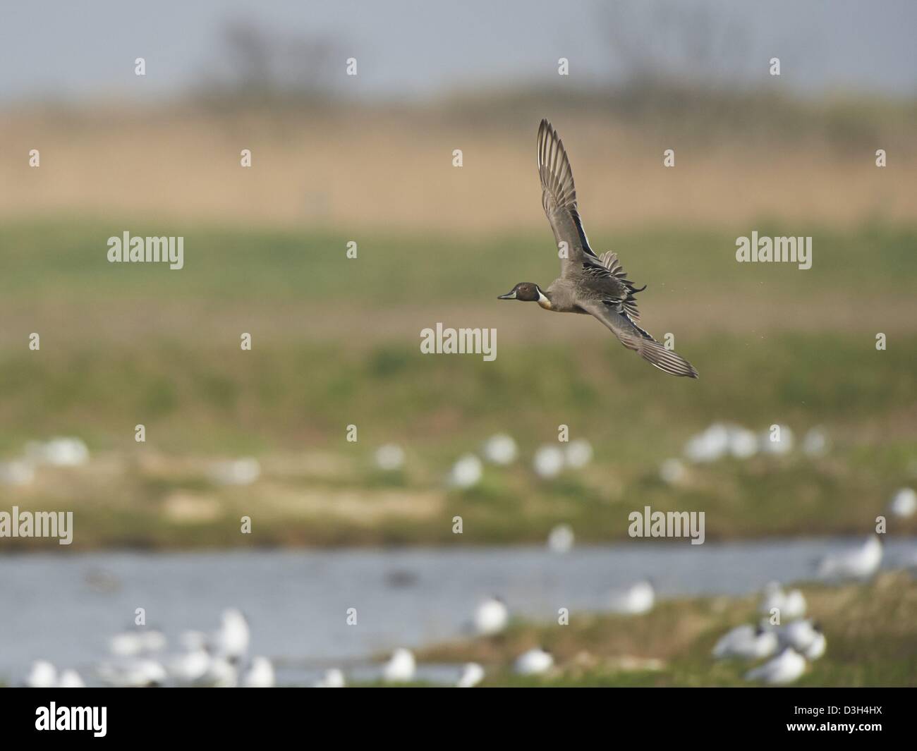Pintail in flight Stock Photo - Alamy