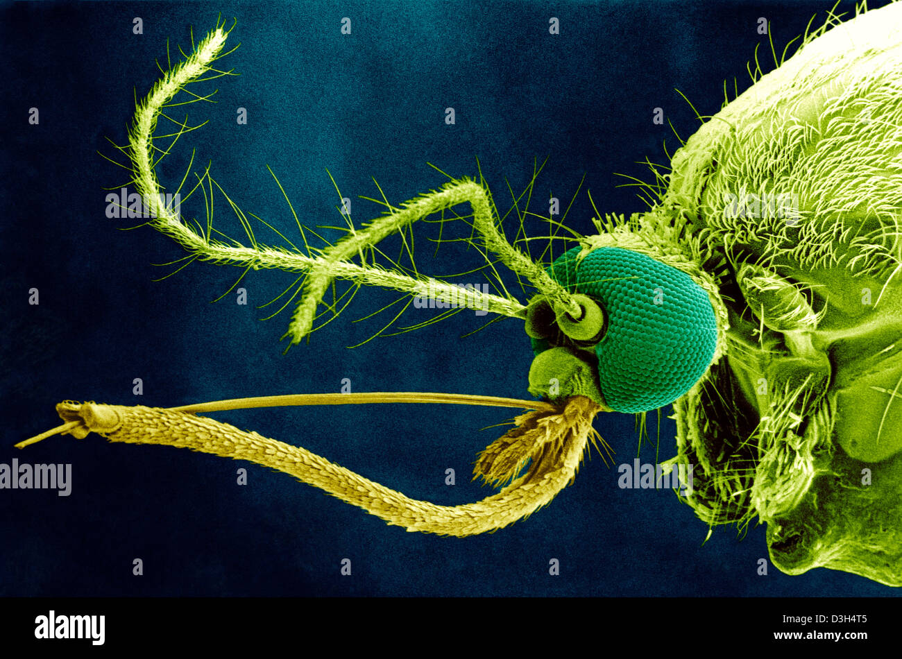 Insect antenna sem hi-res stock photography and images - Alamy
