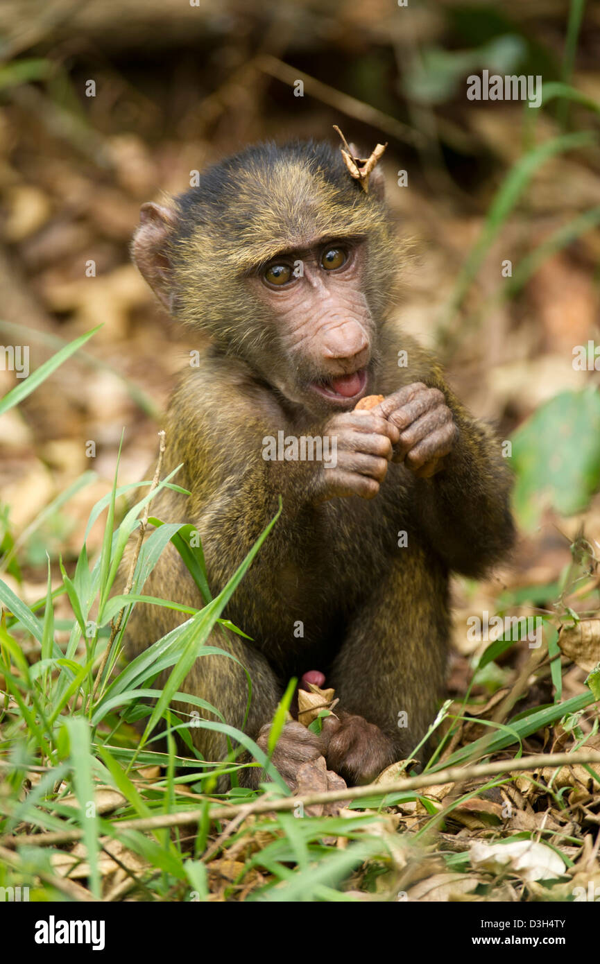 baby Olive baboon ( Papio cynocephalus anubis), Nairobi National Park ...