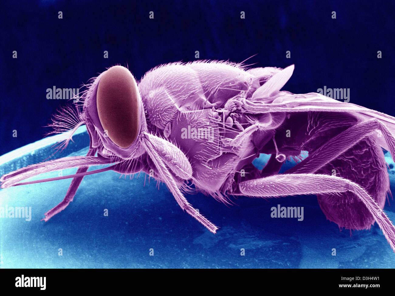 TSE TSE FLY, SEM Stock Photo - Alamy