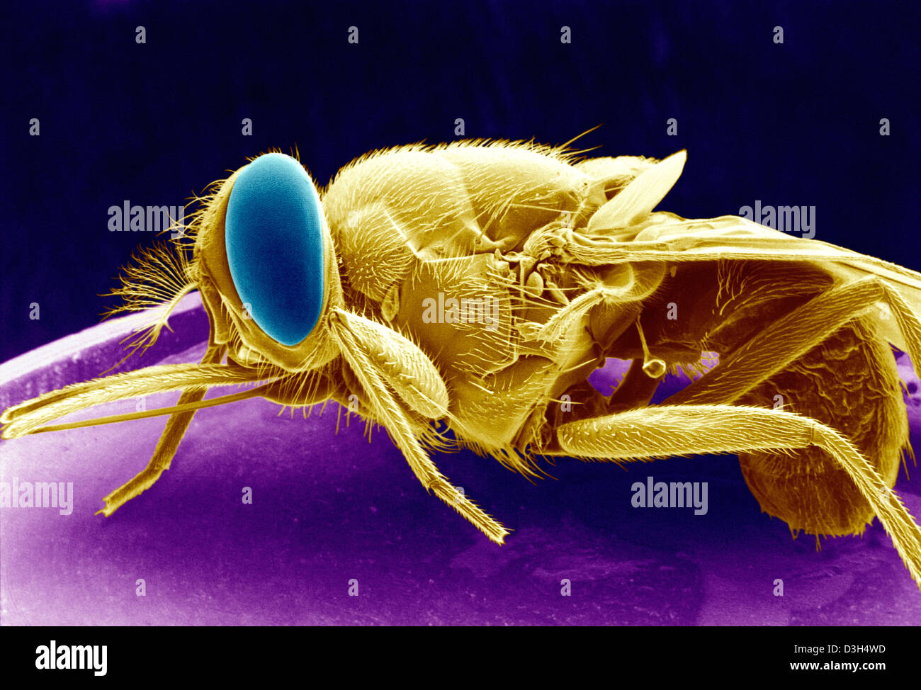 Tsetse fly animals hi-res stock photography and images - Alamy