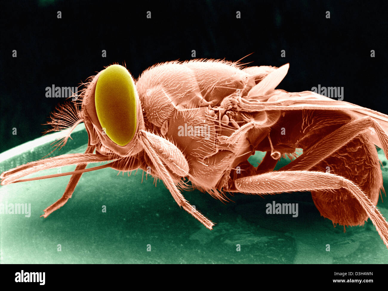 Tsetses hi-res stock photography and images - Alamy