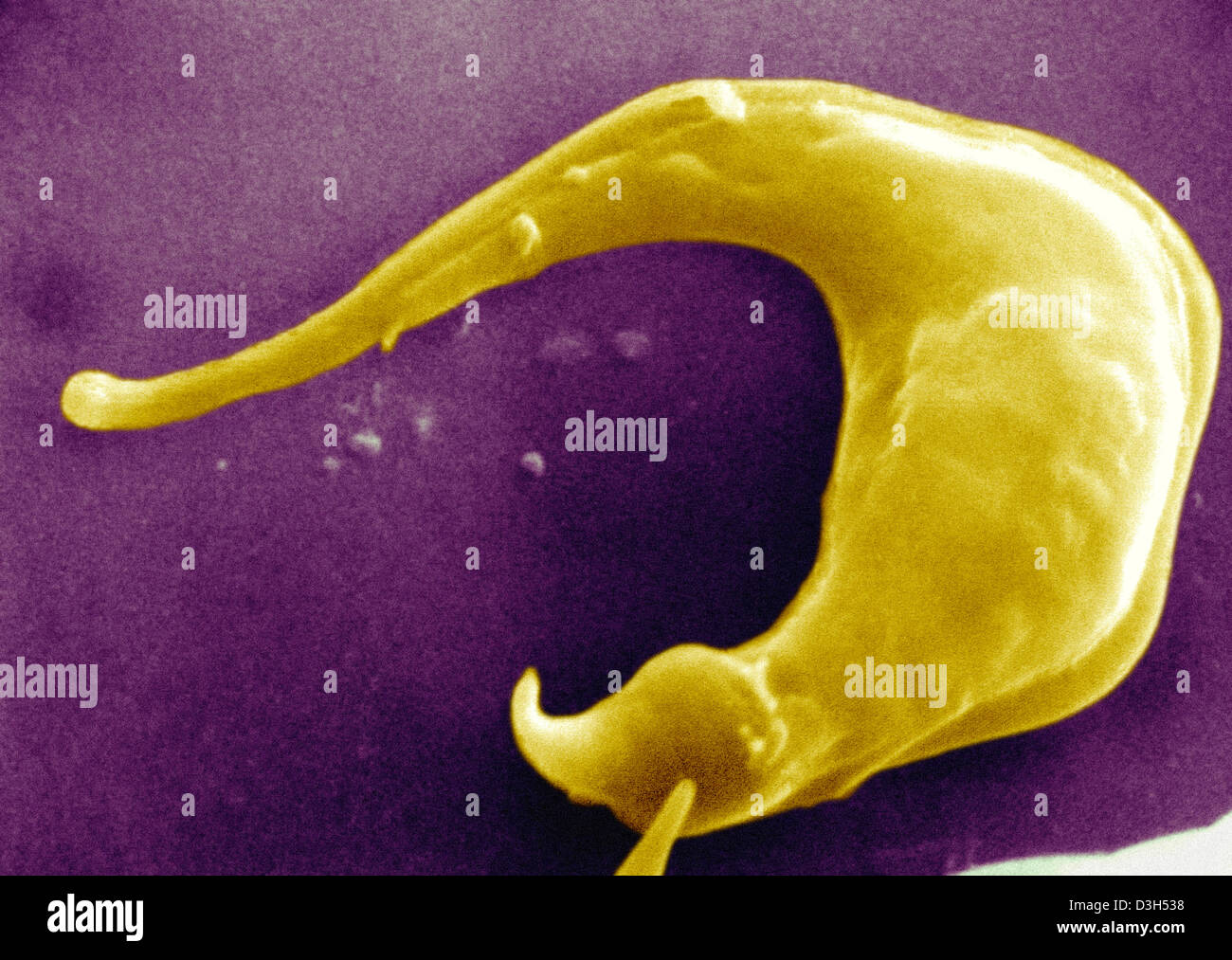 Trypanosoma protozoan hi-res stock photography and images - Alamy