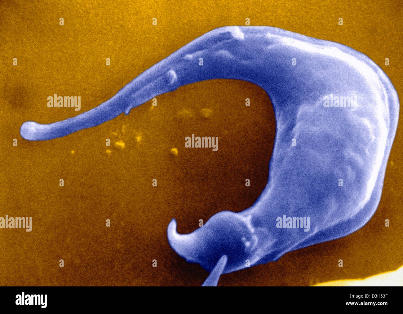 TRYPANOSOMA CRUZI Stock Photo: 53852275 - Alamy