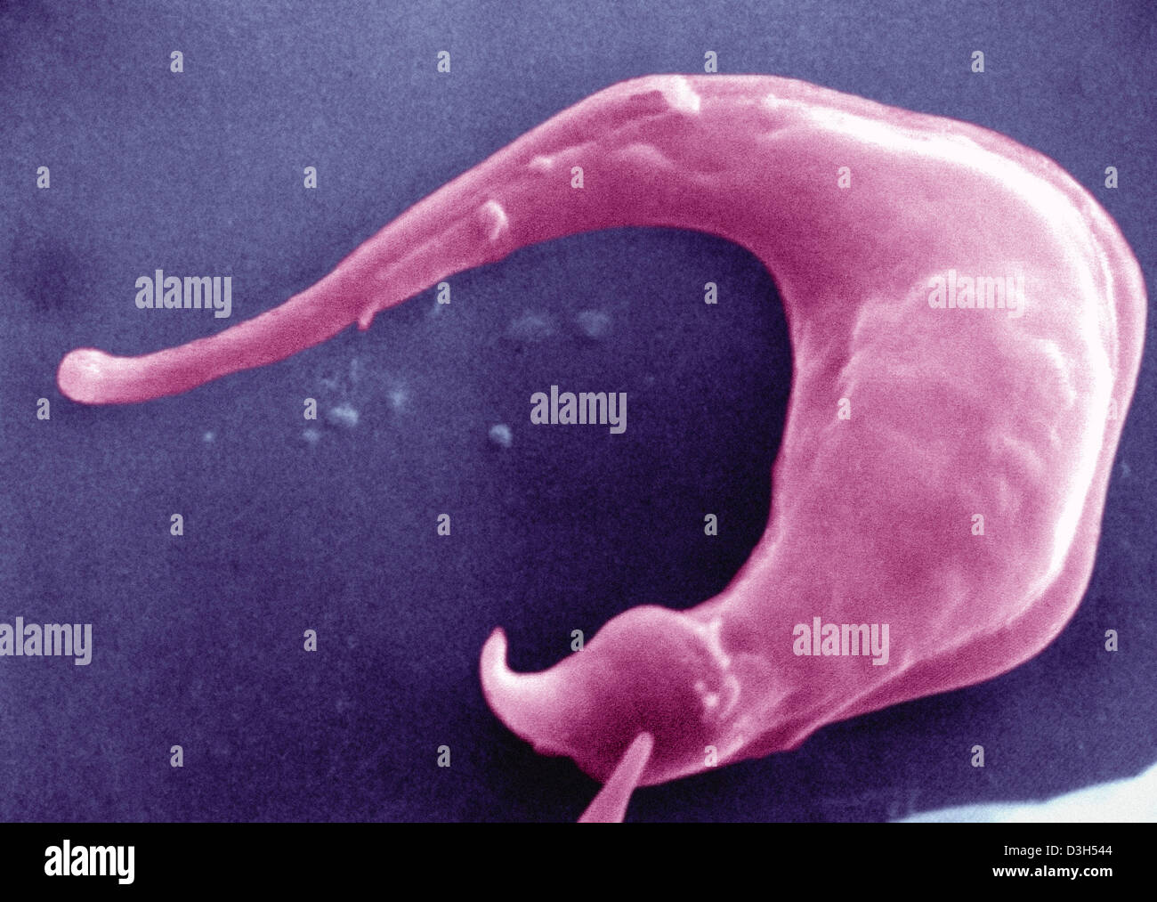 Trypanosoma protozoan hi-res stock photography and images - Alamy