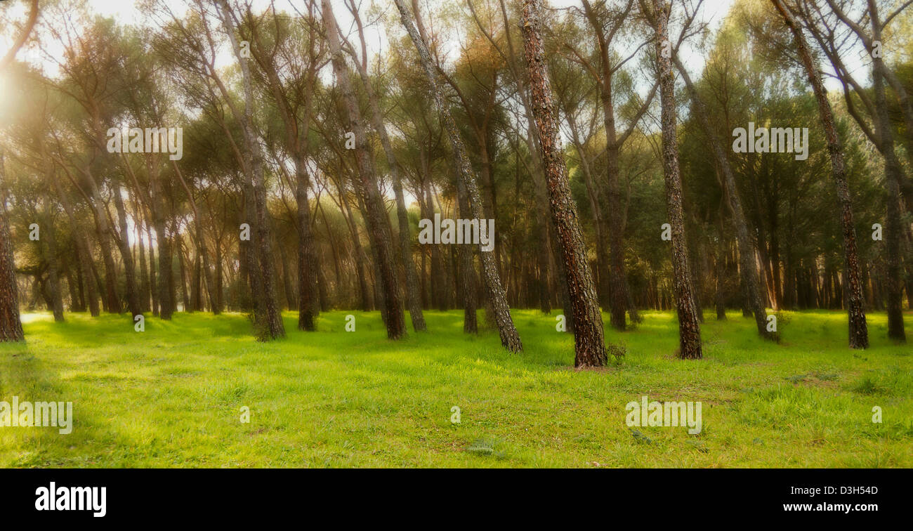 A forest full of trees Stock Photo - Alamy