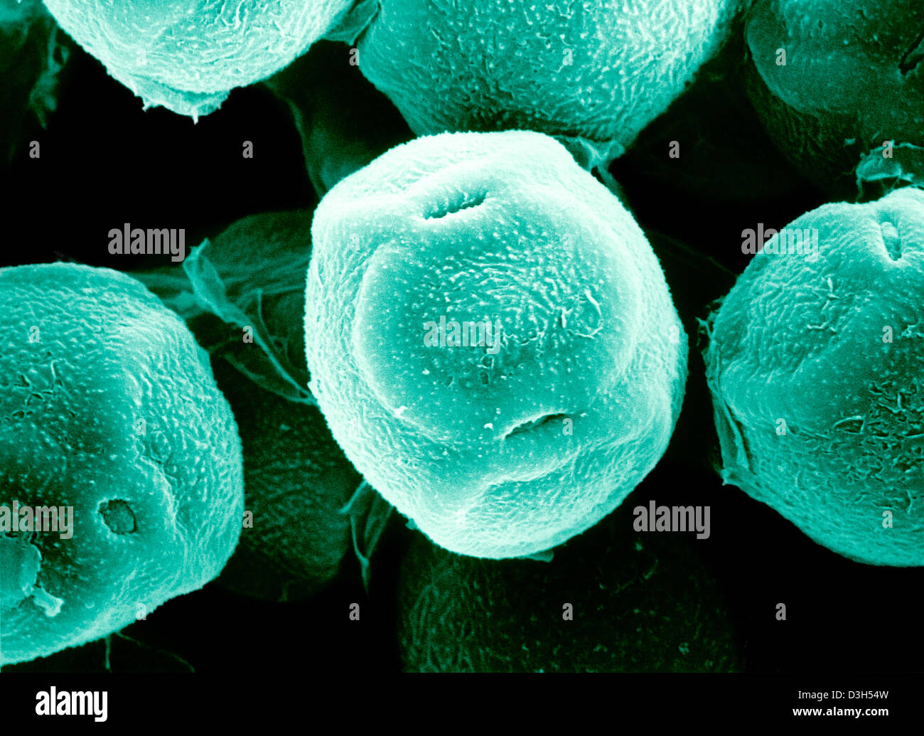 Pollen grain sem hi-res stock photography and images - Alamy