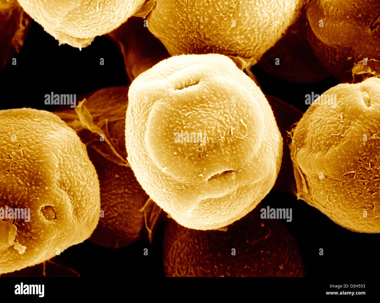 Electron microscope pollen hi-res stock photography and images - Alamy