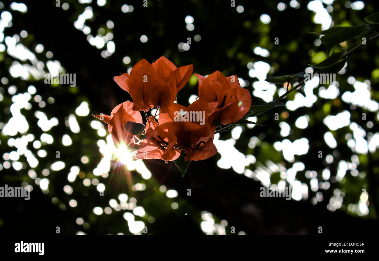 Sunlight from side hi-res stock photography and images - Alamy
