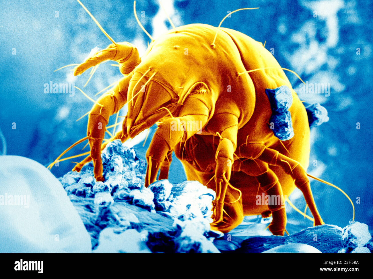 Flour mites hi-res stock photography and images - Alamy