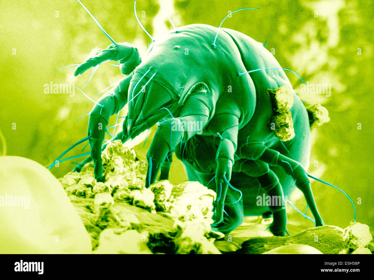 Flour mites hi-res stock photography and images - Alamy