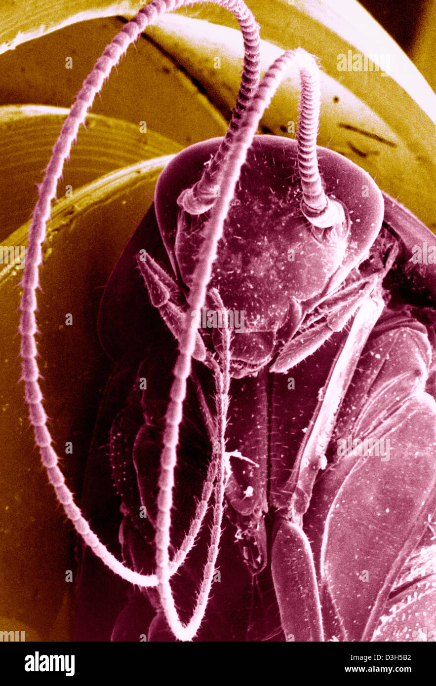 Insect antenna sem hi-res stock photography and images - Alamy