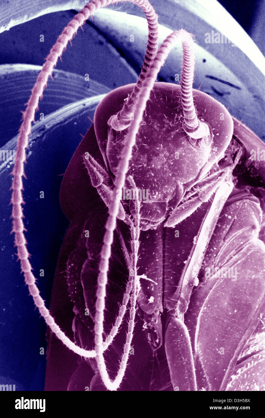 Insect antenna sem hi-res stock photography and images - Alamy