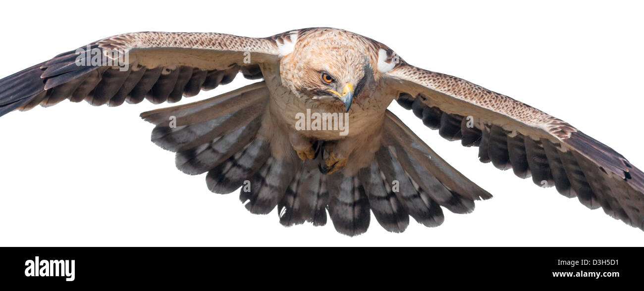 Booted eagle hi-res stock photography and images - Alamy