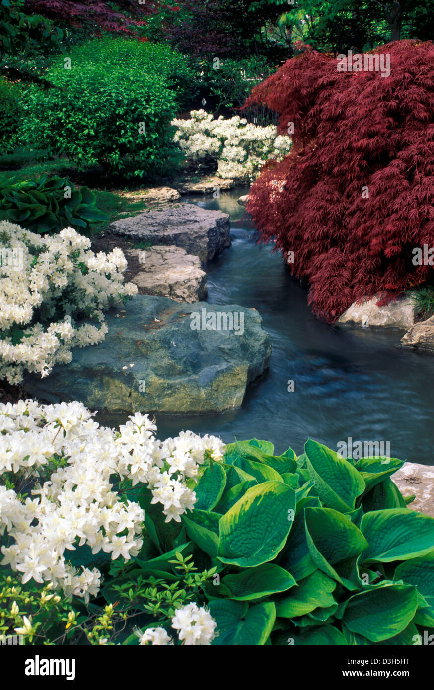 Botanical gardens, St. Louis, stream running through blooming azaleas ...