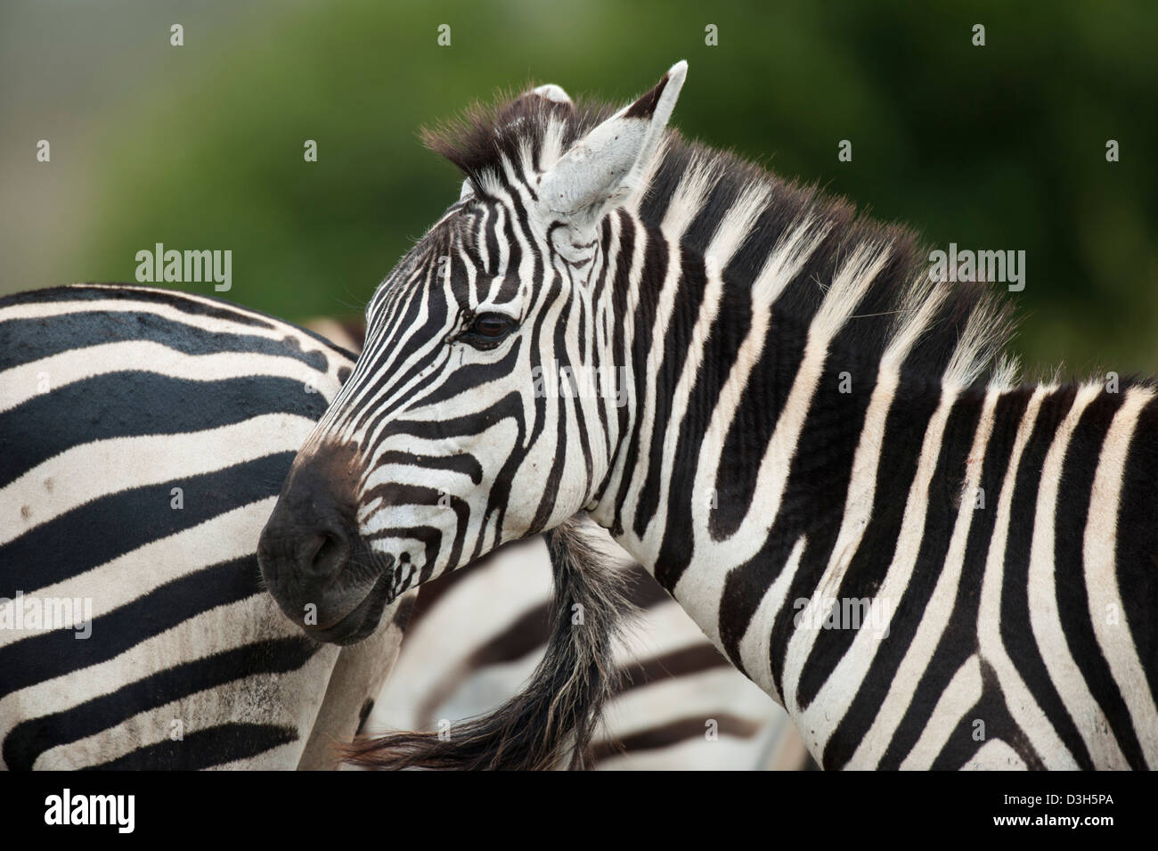 Burchell's zebra (Equus burchellii), Nairobi National Park, Nairobi ...