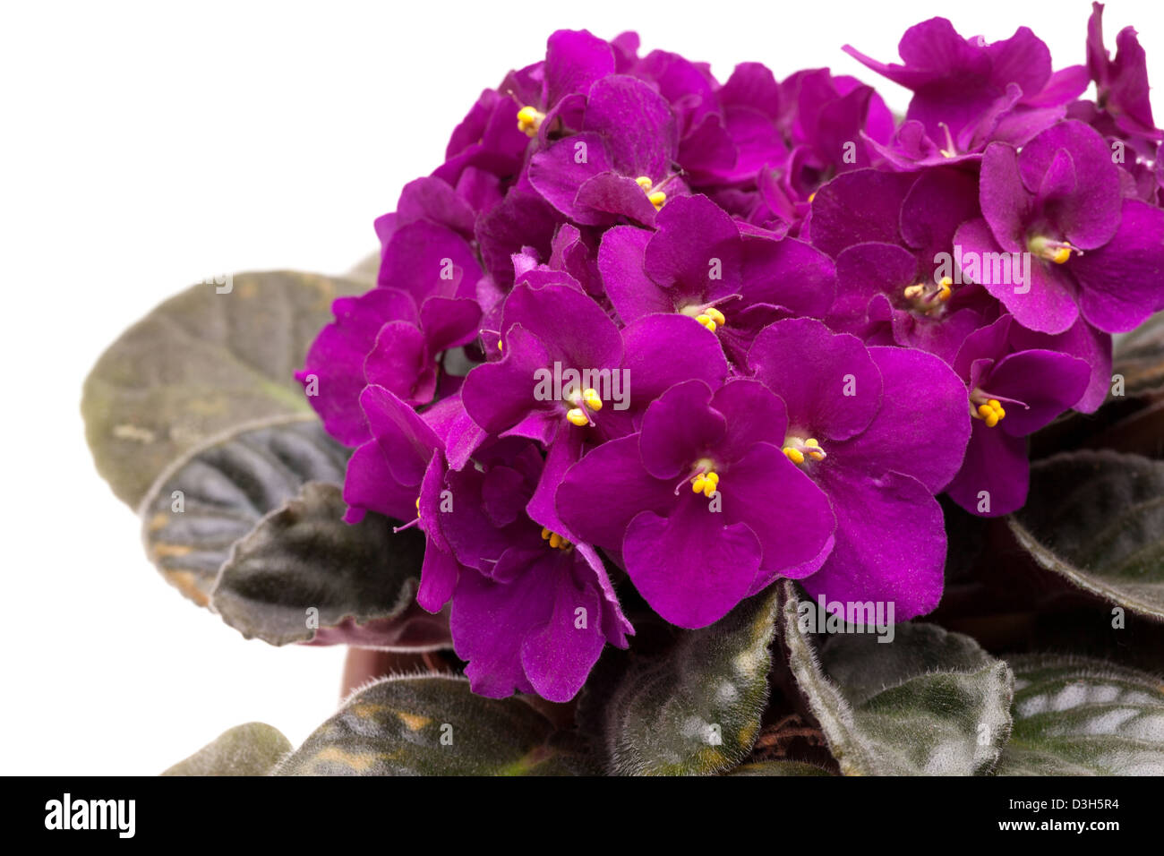 Nice African Violet (SaintPaulia Stock Photo - Alamy
