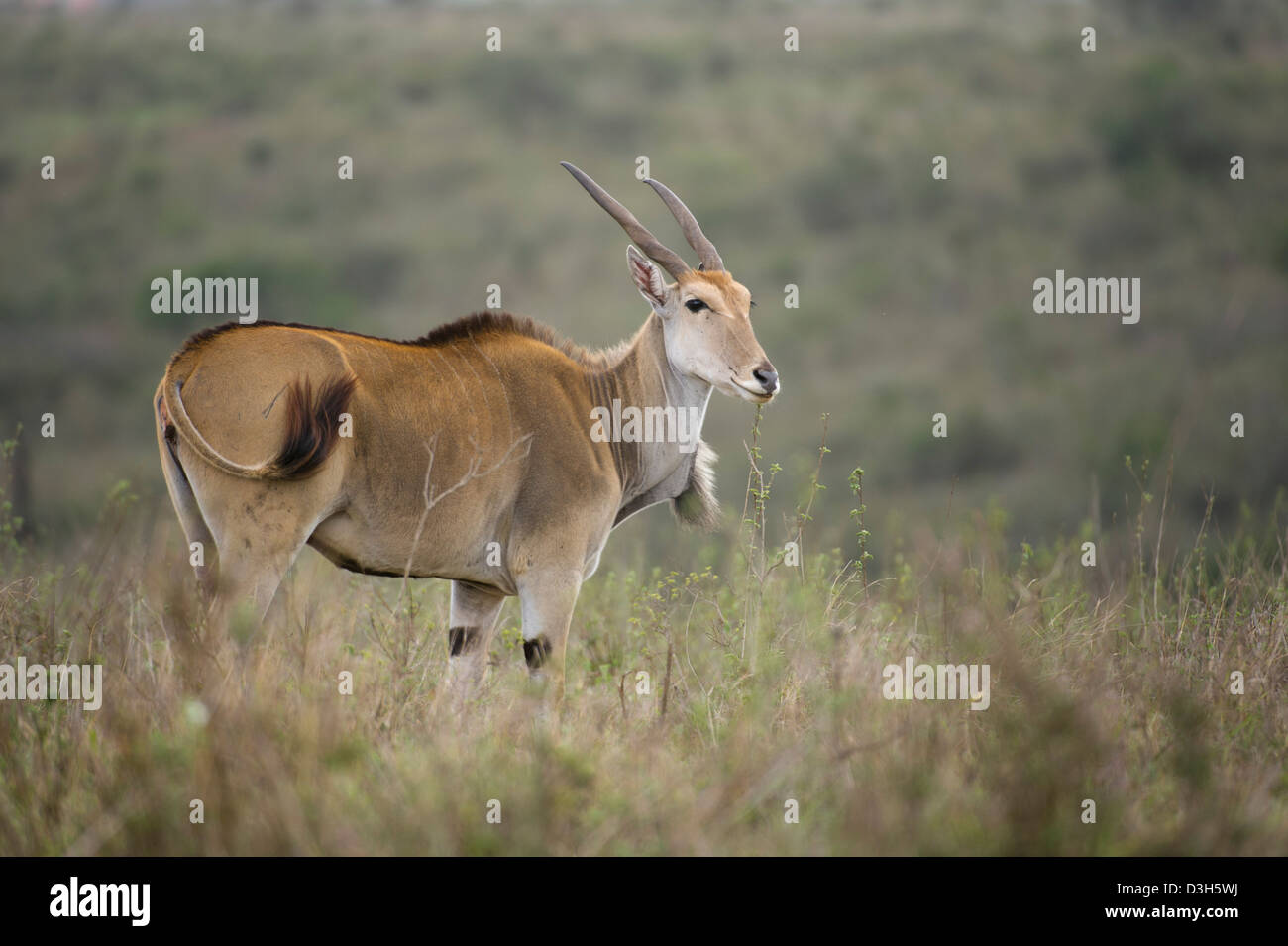 Kenyan eland hi-res stock photography and images - Alamy