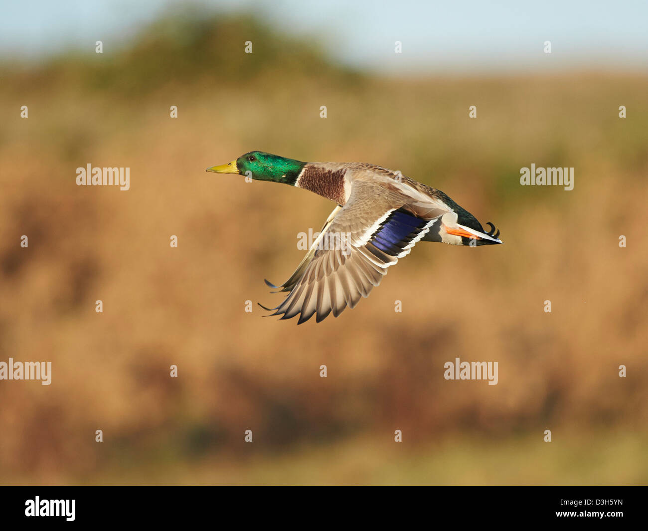 Mallard in flight Stock Photo - Alamy