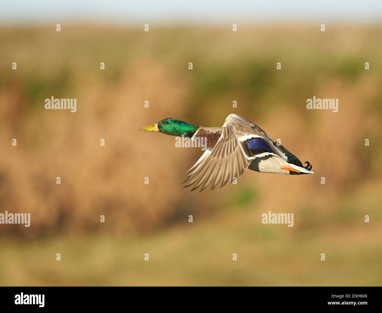 Mallard in flight Stock Photo - Alamy