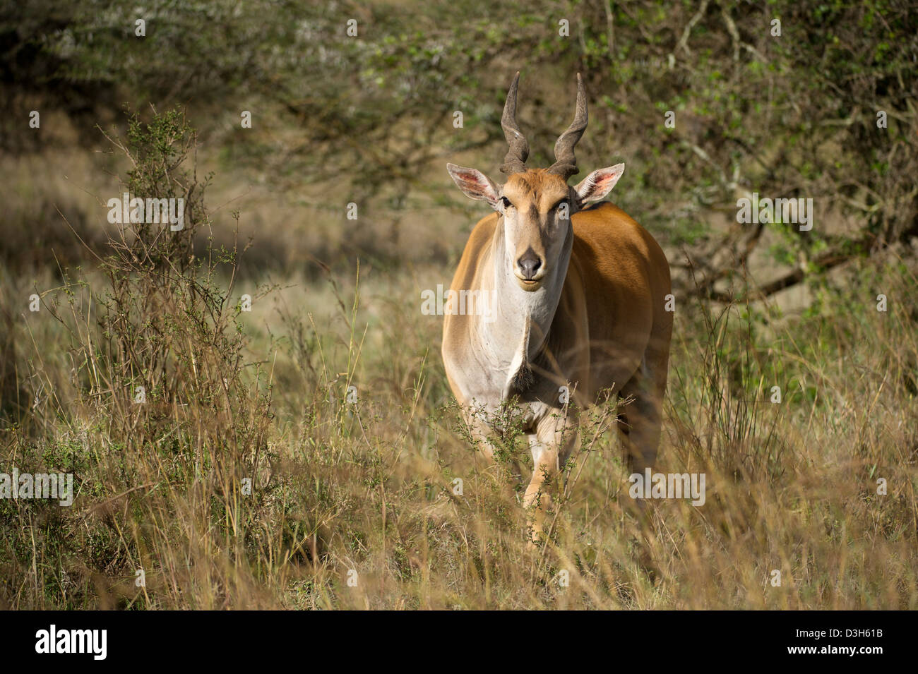 Kenyan eland hi-res stock photography and images - Alamy