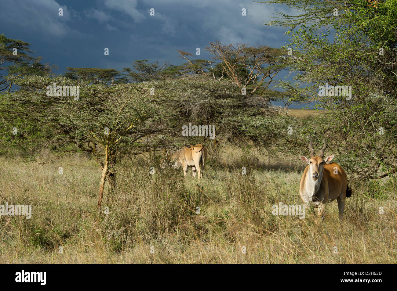 Kenyan eland hi-res stock photography and images - Alamy