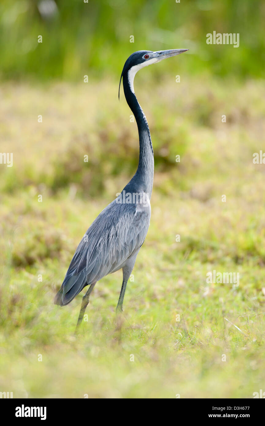 black-headed heron (Ardea melanocephala), Nairobi National Park ...