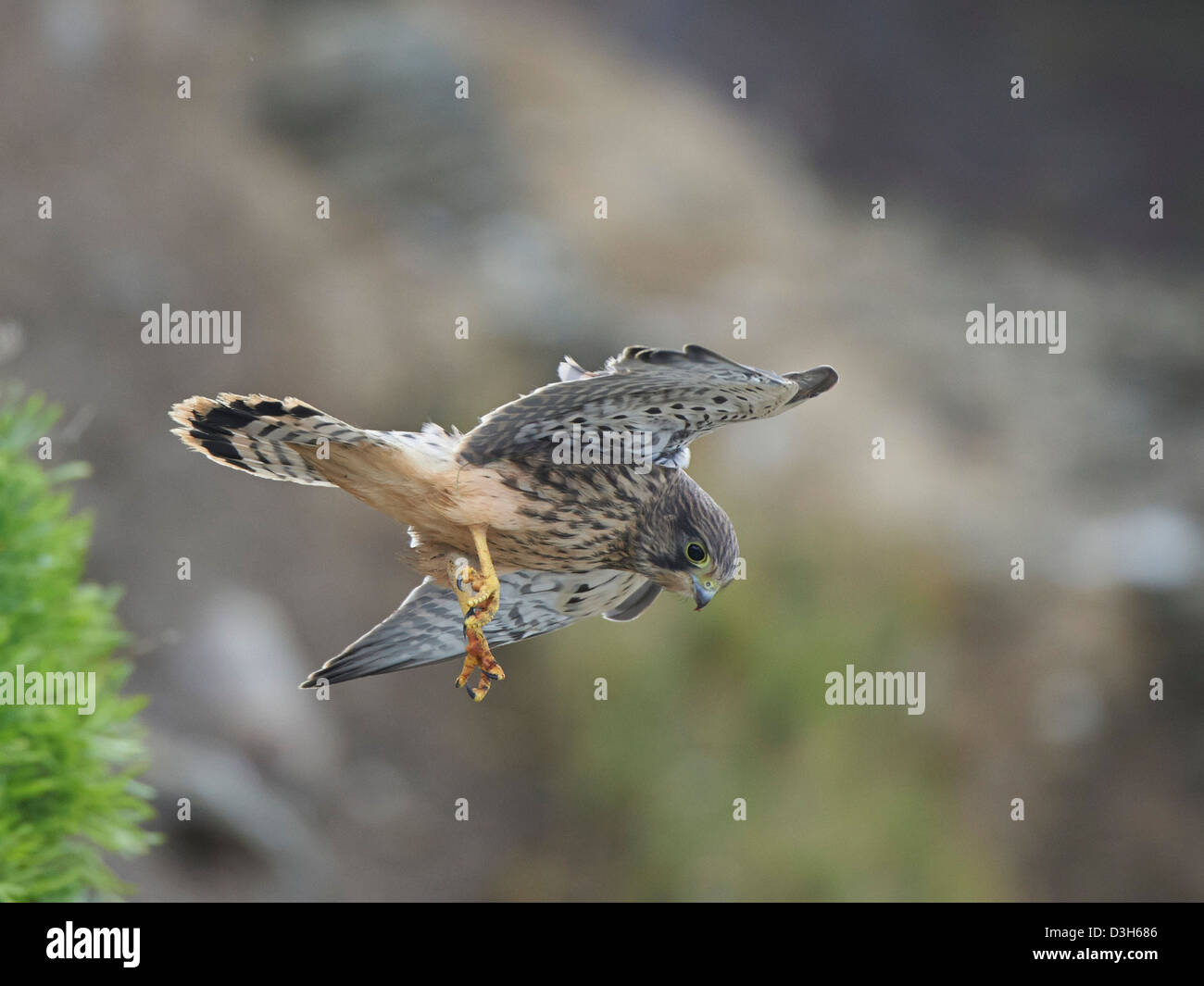 Kestrel in flight Stock Photo - Alamy