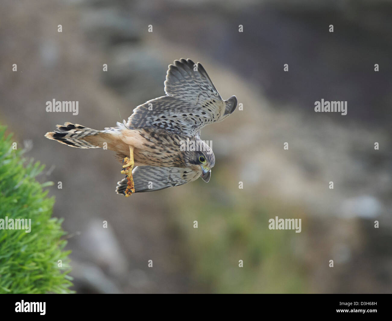 Kestrel in flight Stock Photo - Alamy
